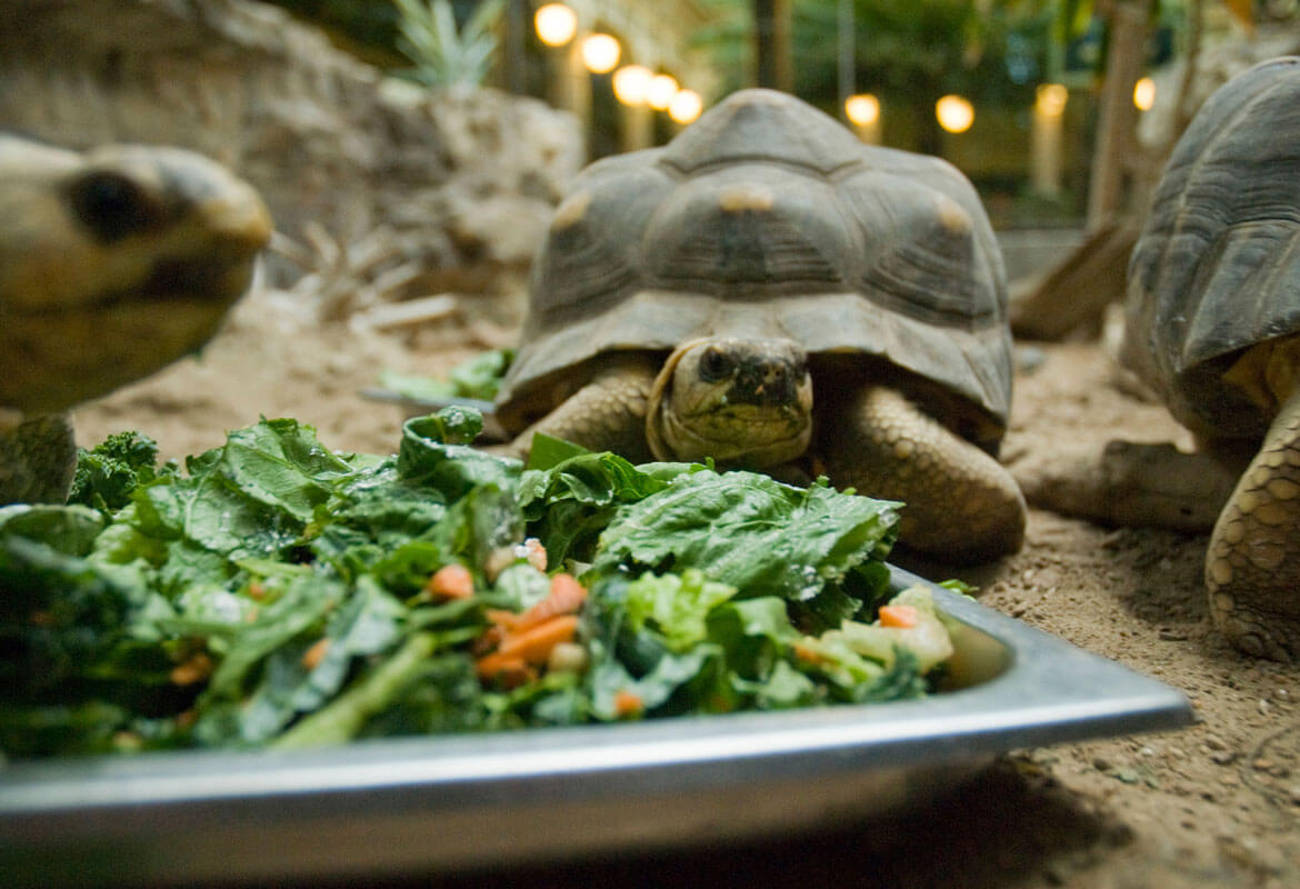 Animal Feed - Environmental Advisory Services